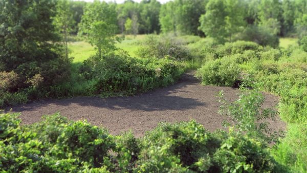 Evolved Harvest Mega Plot Series Wild Game Food Plot Seed, High Protein - Walmart.com